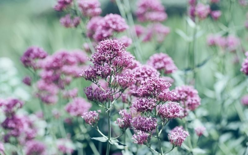ΒΑΛΕΡΙΑΝΑ – VALERIANA OFFICINALIS - Diatro_fit